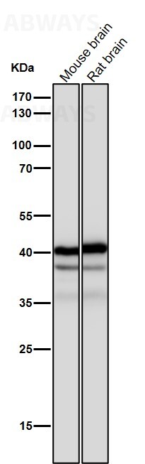IkB alpha Ab - 上海埃必威生物技术有限公司