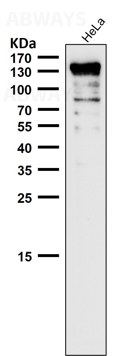 EGFR Ab - 上海埃必威生物技术有限公司