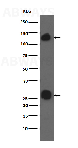 Integrin alpha V Ab - Abways