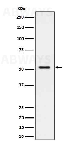 SEC62 Ab - 上海埃必威生物技术有限公司