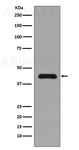 MEK1 Ab - 上海埃必威生物技术有限公司