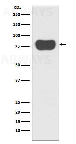 Src substrate cortactin Ab - 上海埃必威生物技术有限公司
