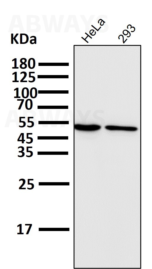 ATG5 Ab - 上海埃必威生物技术有限公司