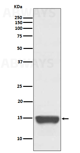 CD266 Ab - 上海埃必威生物技术有限公司