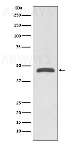 TSG101 Ab - 上海埃必威生物技术有限公司