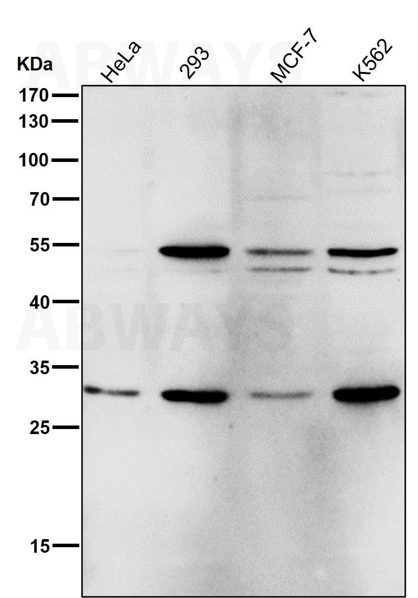 Parkin Ab - 上海埃必威生物技术有限公司