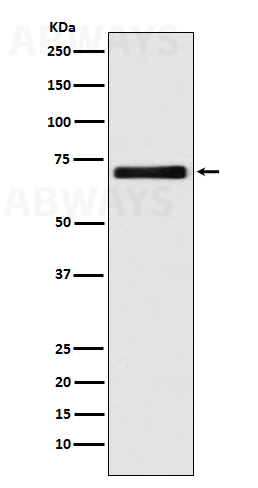 EAAT2 Ab - 上海埃必威生物技术有限公司