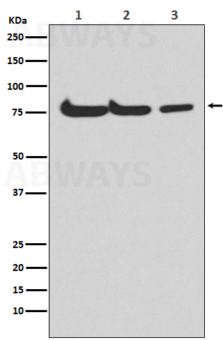 ATG7 Ab - 上海埃必威生物技术有限公司