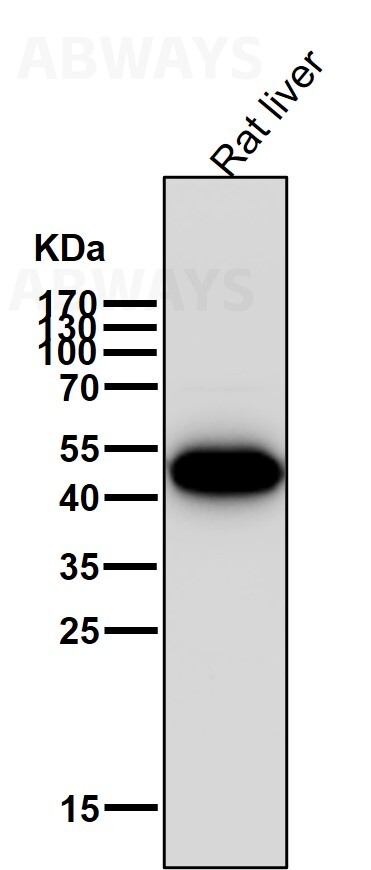 MAT2A Ab - 上海埃必威生物技术有限公司