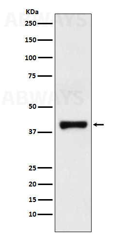 GOT2 Ab - 上海埃必威生物技术有限公司