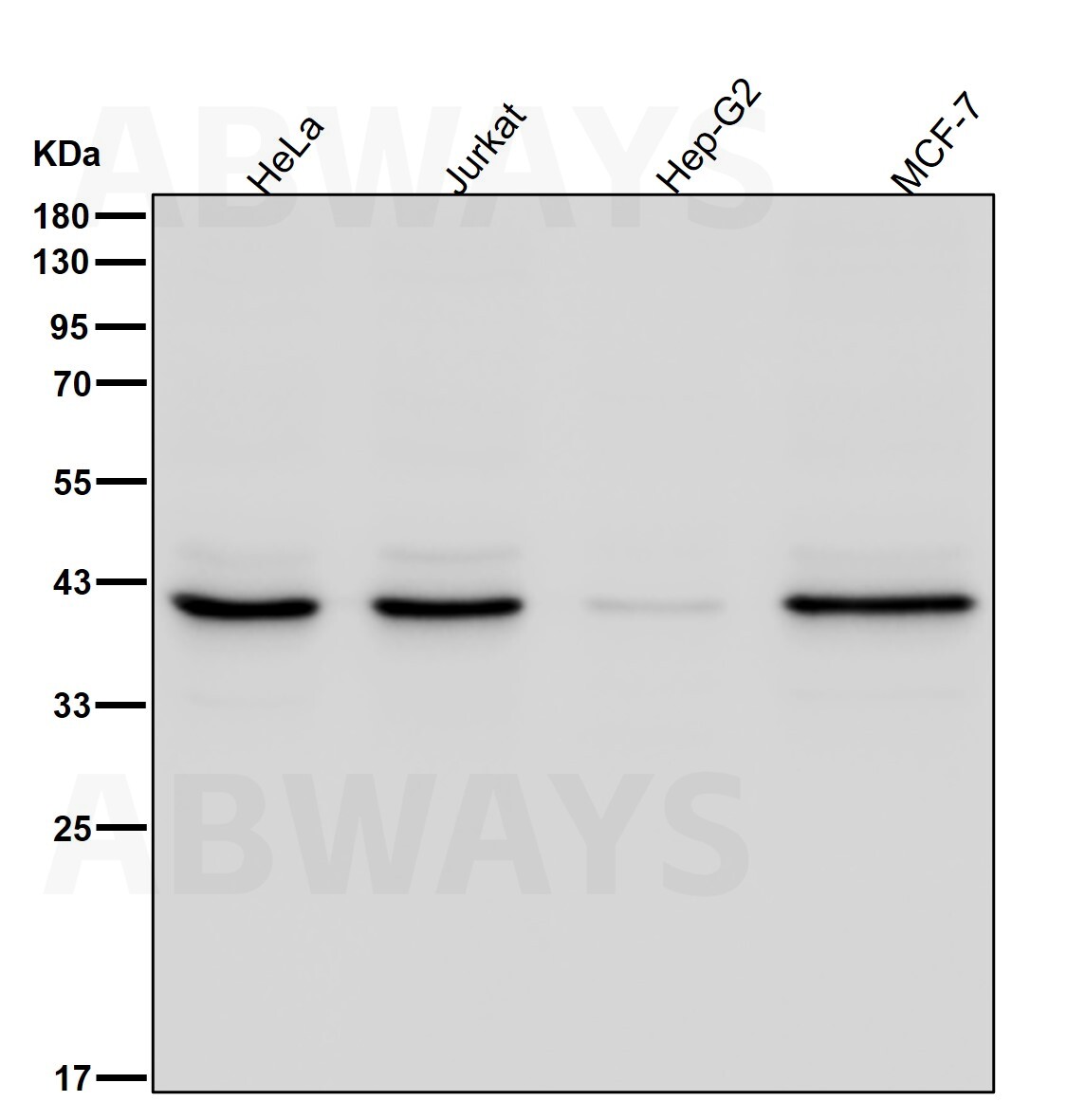 兔单克隆抗体 - 上海埃必威生物技术有限公司