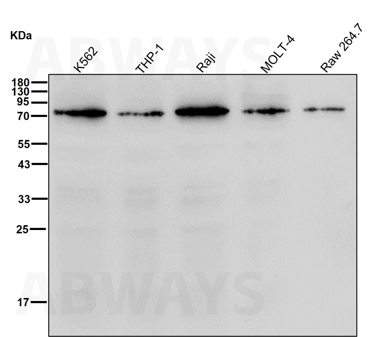 兔单克隆抗体 - 上海埃必威生物技术有限公司